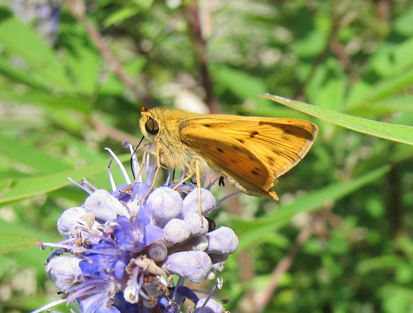 Fiery Skipper | Project Noah