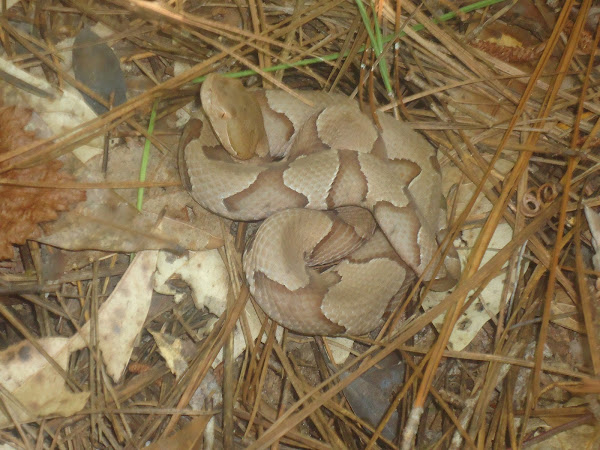 Copperhead | Project Noah