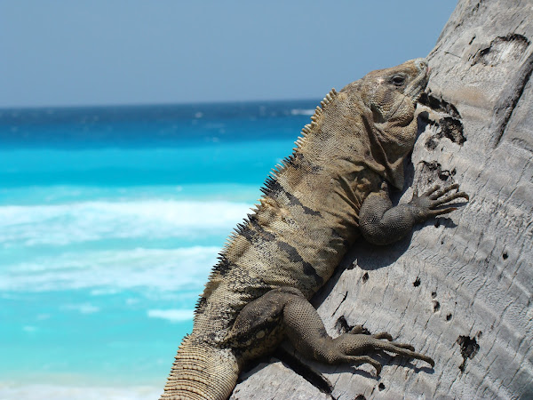 Iguana | Project Noah