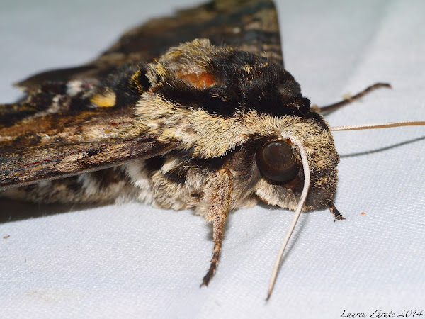 Sphinx Moth | Project Noah