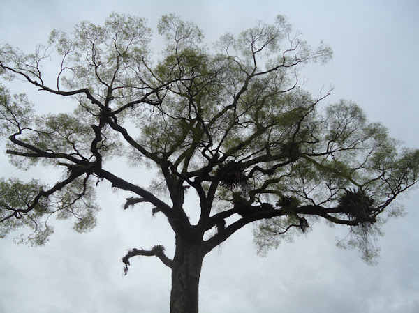 Jequitibá Tree | Project Noah