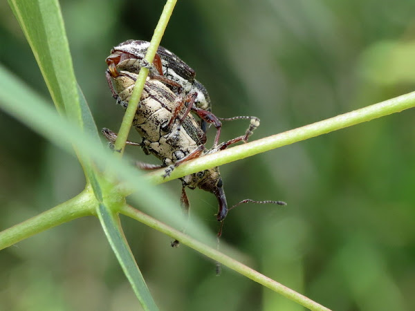 Weevils (mating) | Project Noah