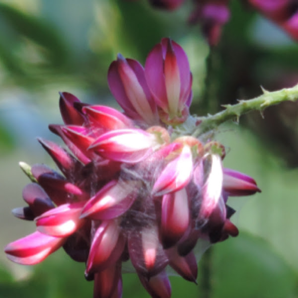 Evergreen Wisteria | Project Noah