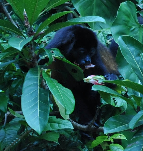 howler monkey | Project Noah