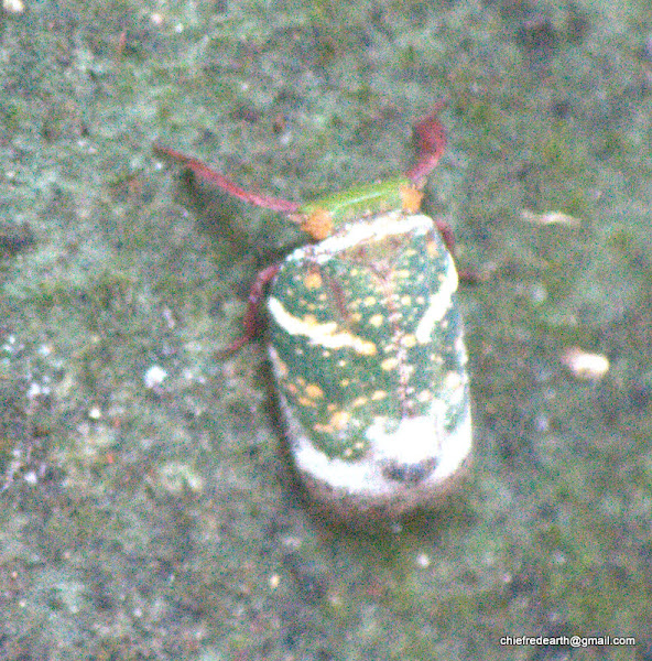 Leaf Hopper | Project Noah