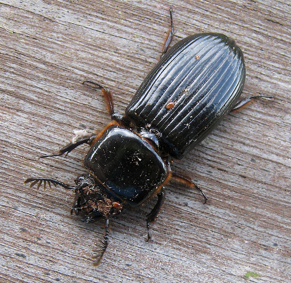 Bess Beetle | Project Noah