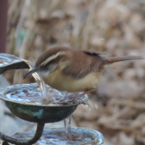 Carolina Wren | Project Noah