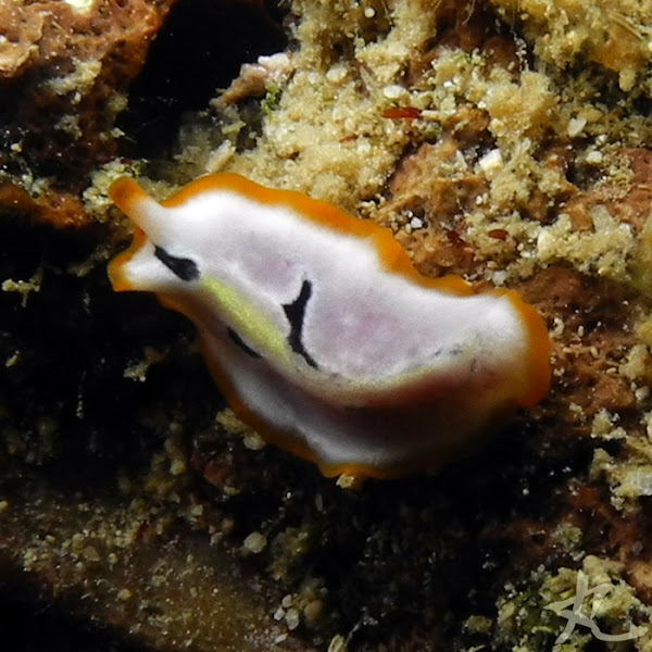 Script Flatworm | Project Noah