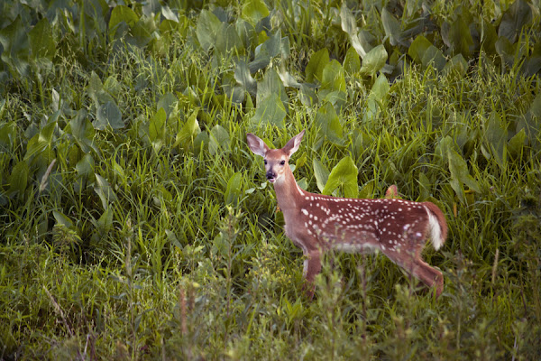 White-tailed deer (fawn) | Project Noah