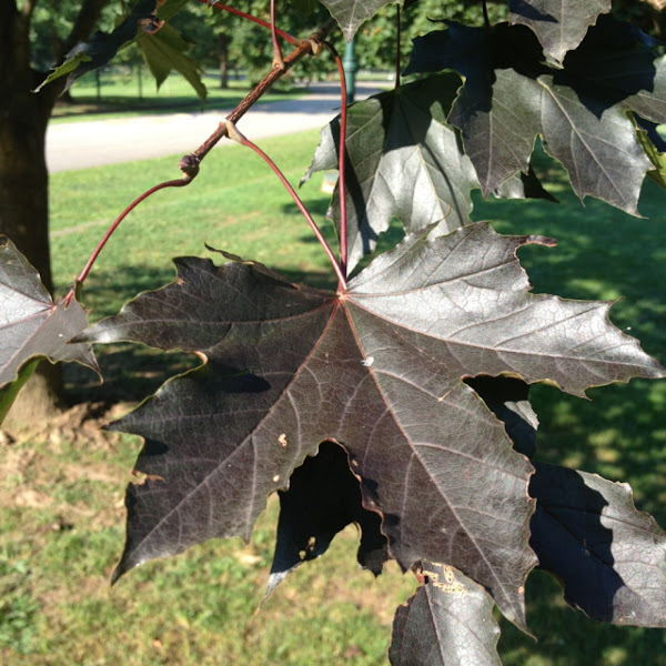 Red Maple | Project Noah