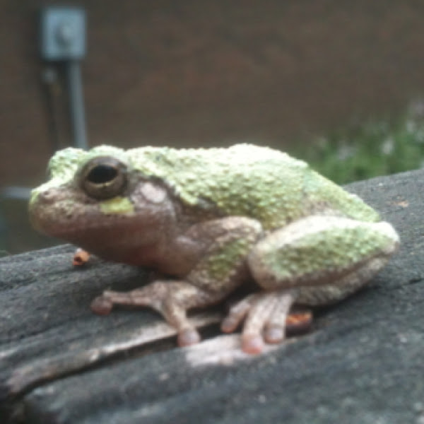 Gray treefrog complex | Project Noah