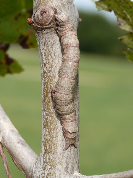 Maple spanworm | Project Noah