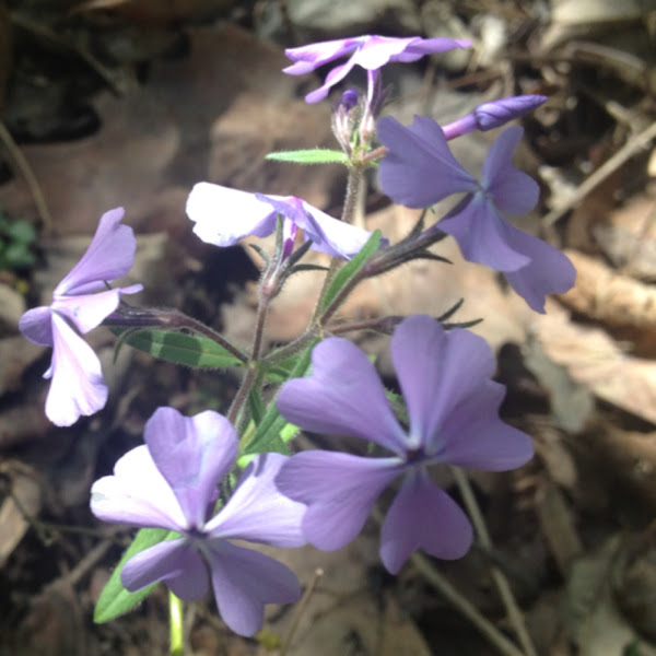 Phlox | Project Noah