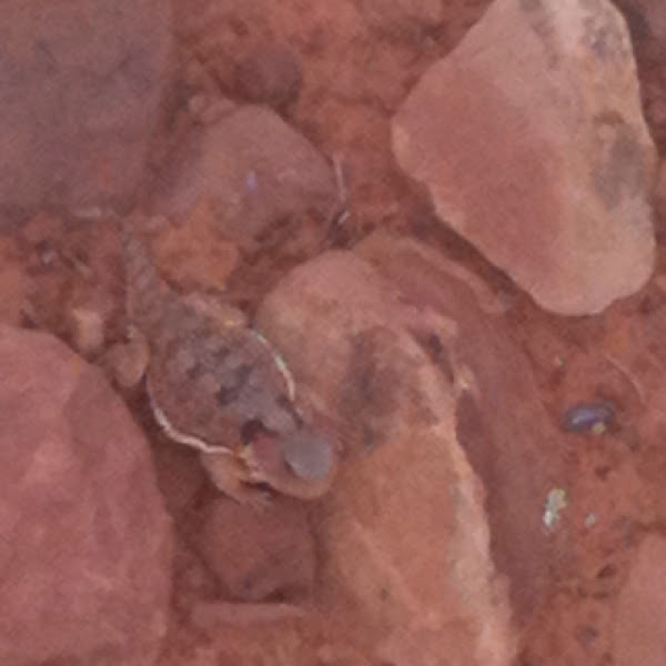 Short horned lizard | Project Noah