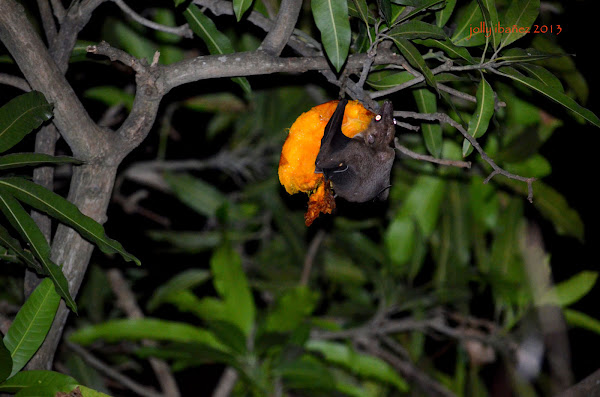 Old World Fruit Bat | Project Noah