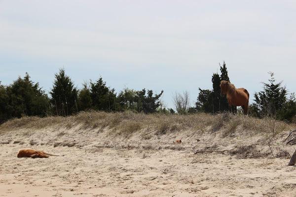 Banker Horses | Project Noah