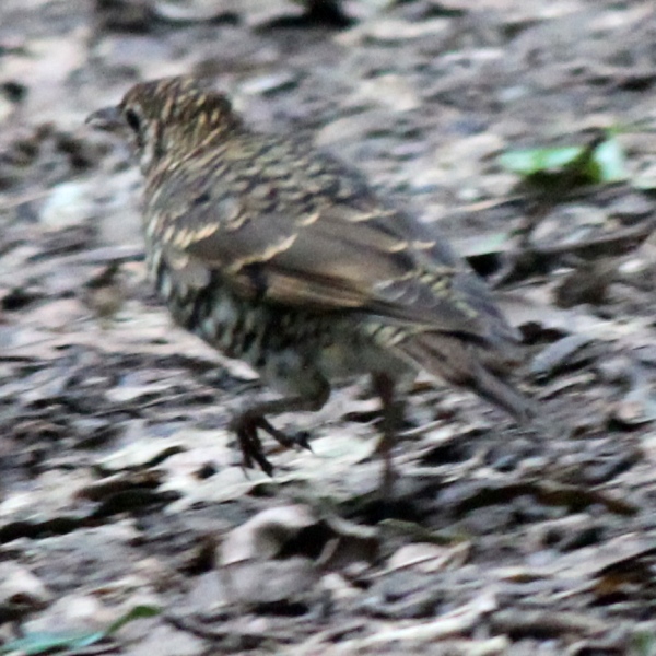 Ground Thrush | Project Noah