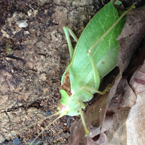 Katydid | Project Noah