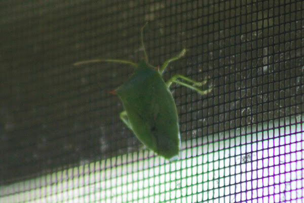 Green Stink Bug | Project Noah