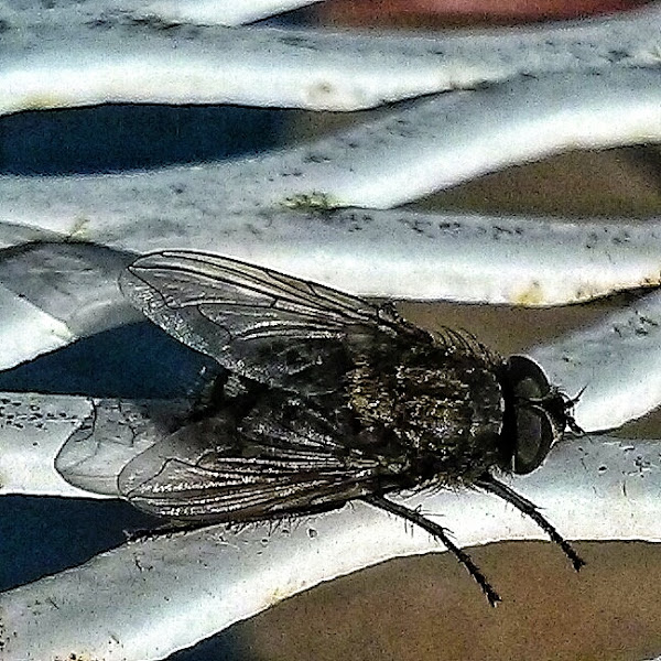 Housefly | Project Noah