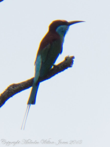 Blue-throated Bee-eater | Project Noah