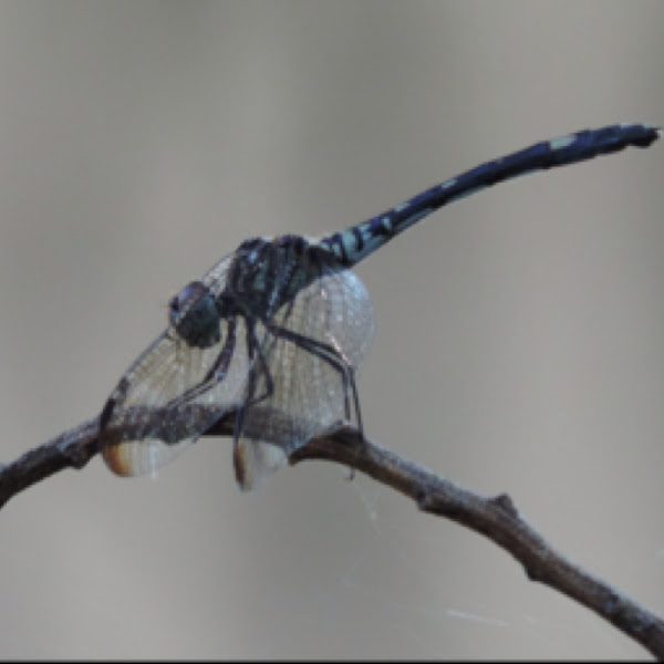 Swift Setwing | Project Noah