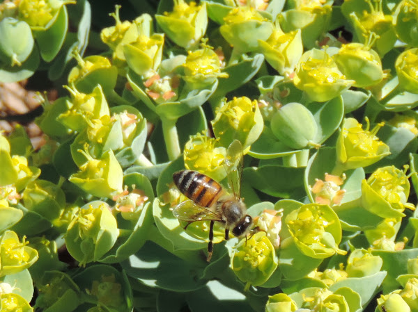 Honey Bee | Project Noah