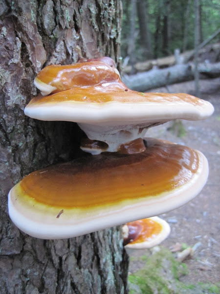 Lacquered polypore | Project Noah