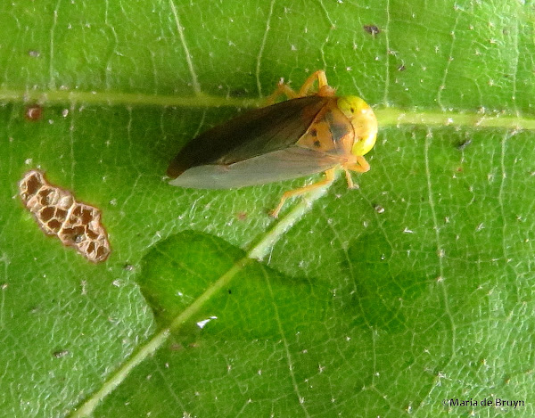 Leafhopper | Project Noah