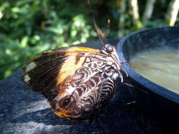 Blomfild's Beauty. Mariposa, butterfly, borboreta | Project Noah