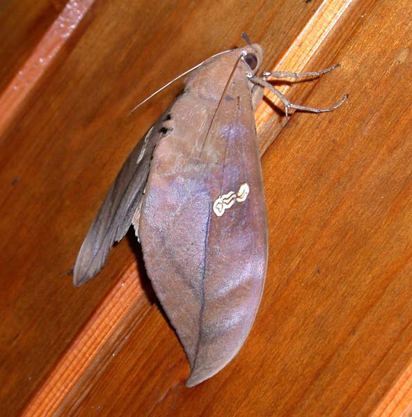 Erebid Moth | Project Noah