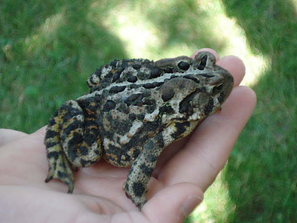 Fowler's toad | Project Noah