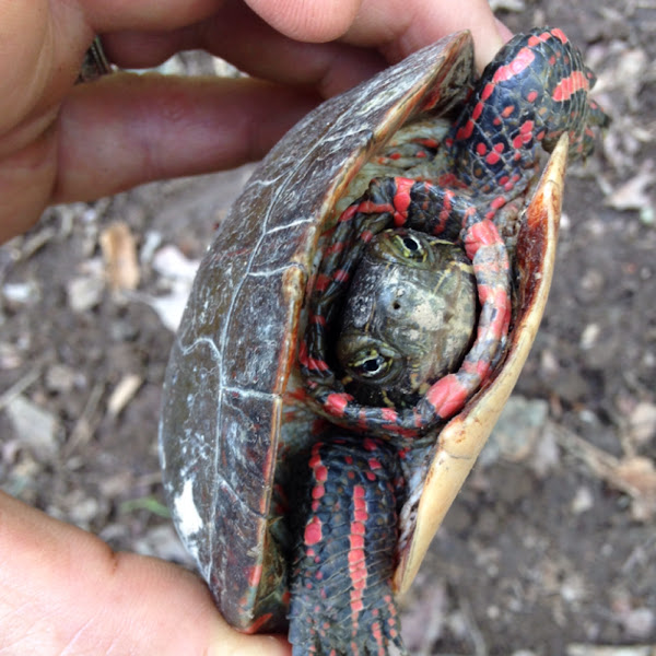 Painted turtle | Project Noah