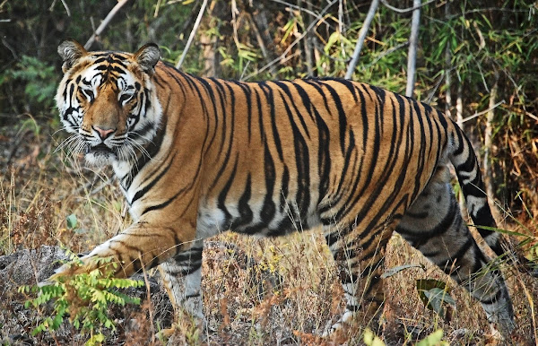 Royal Bengal tiger | Project Noah