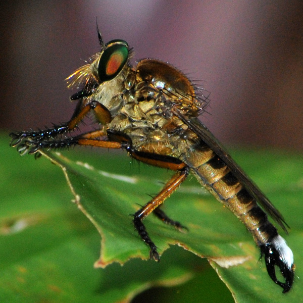 Robber fly | Project Noah