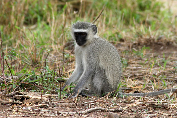 Vervet Monkey | Project Noah