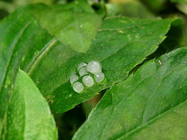 Tree Frog Eggs | Project Noah
