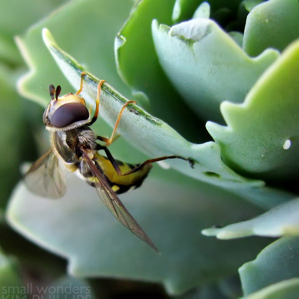 American Hover Fly - laying eggs | Project Noah