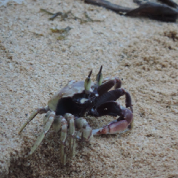 Horned Ghost Crab | Project Noah