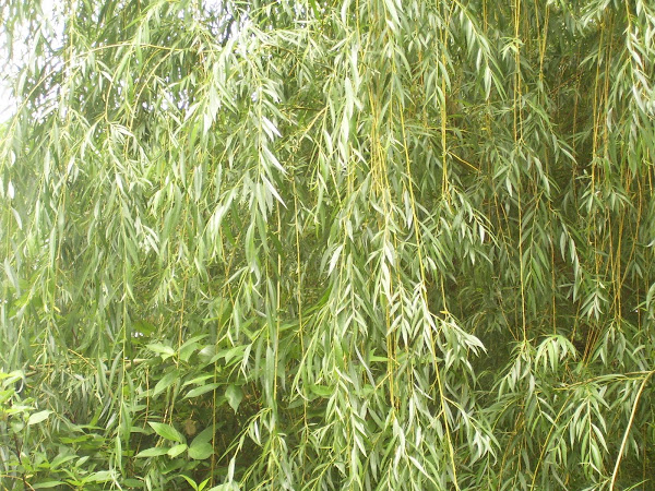 weeping willow | Project Noah