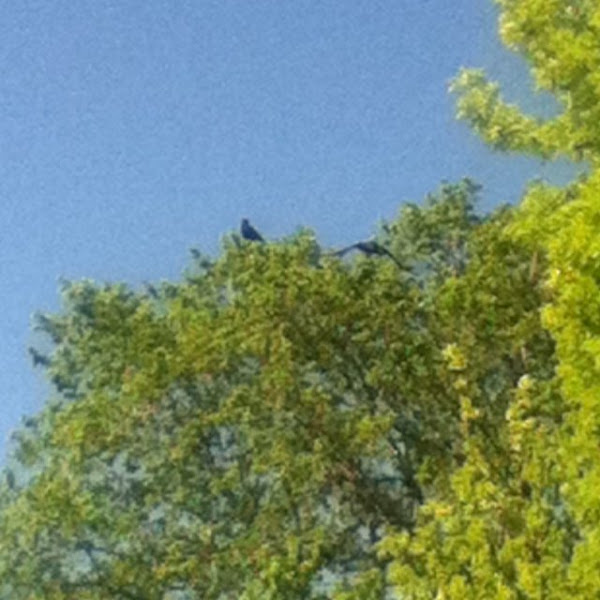 Crows | Project Noah