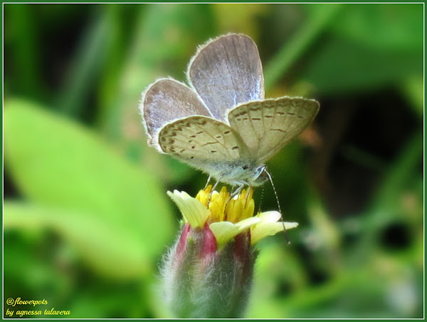 Lesser Grass Blue Butterfly | Project Noah
