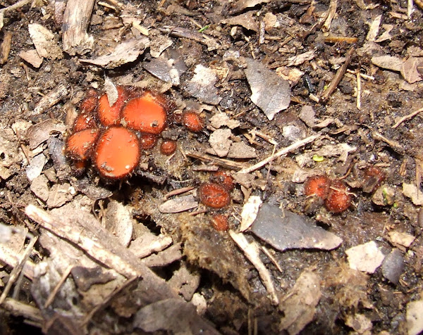 Eyelash cup | Project Noah