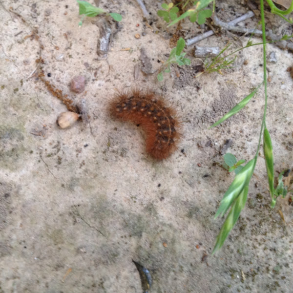 Salt Marsh Caterpillar | Project Noah