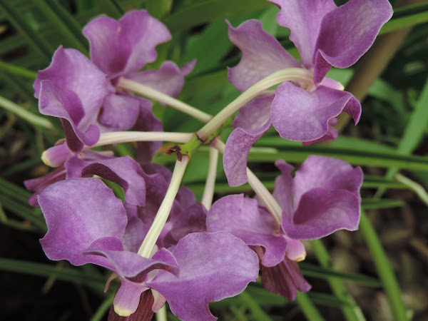 Vanda orchid | Project Noah