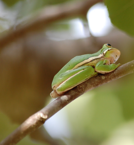 Green Treefrog | Project Noah