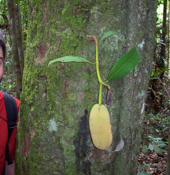 Jackfruit | Project Noah