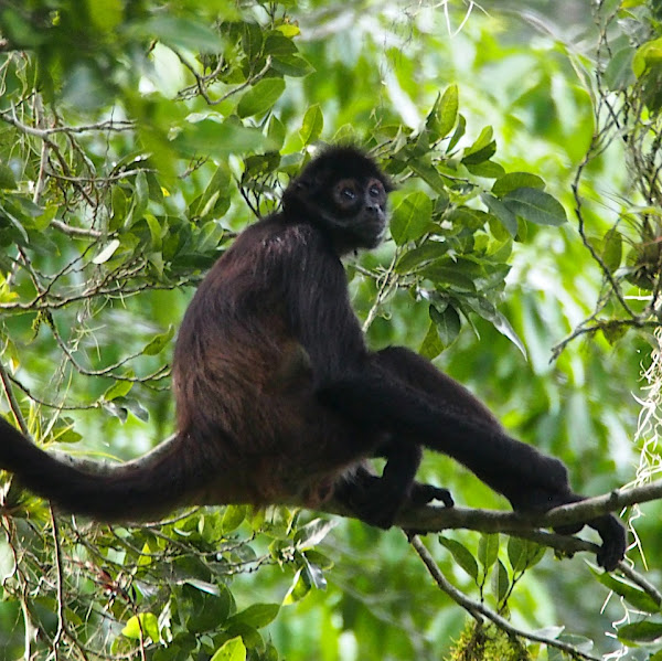 Geoffroy's Spider Monkey | Project Noah