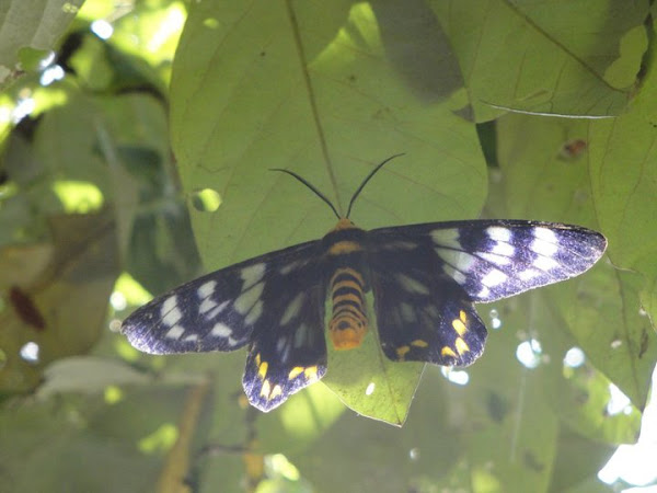 4 O'clock moth | Project Noah