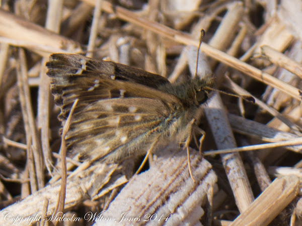 Mallow Skipper | Project Noah